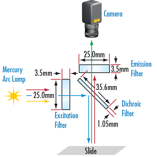Fluorophores and Optical Filters for Fluorescence Microscopy